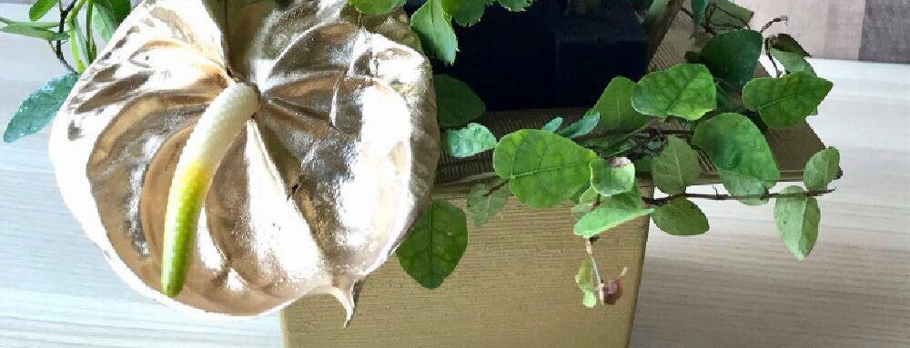 Plastic Containers – OASIS® Floral Products online shop